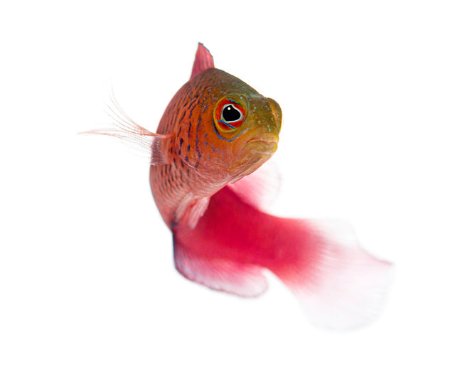 Aquatics Live Fish Care and Products – Luke's Pet & Supply Company